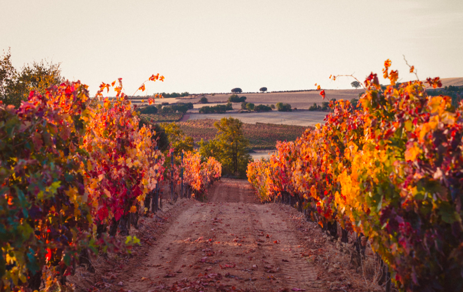 Descubre los Sabores de KORDE by Pinea – Blog de Deby Beard