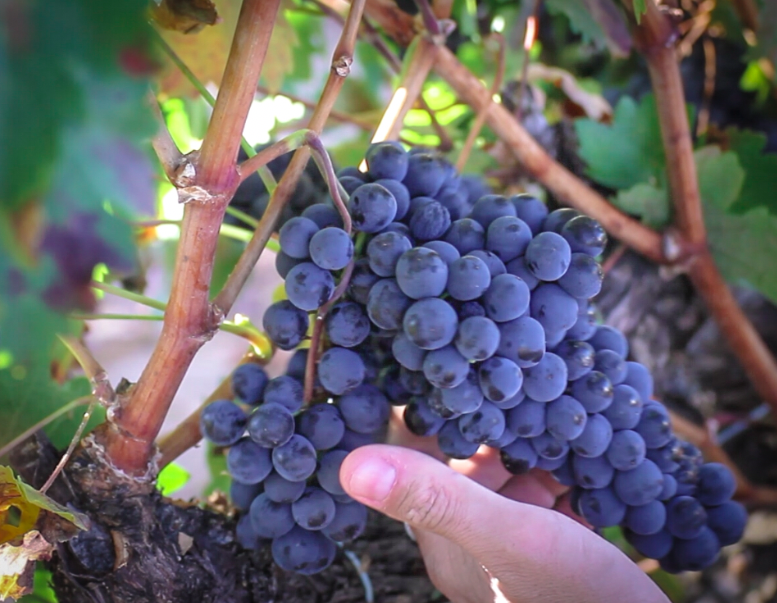 Descubre los Sabores de KORDE by Pinea – Blog de Deby Beard